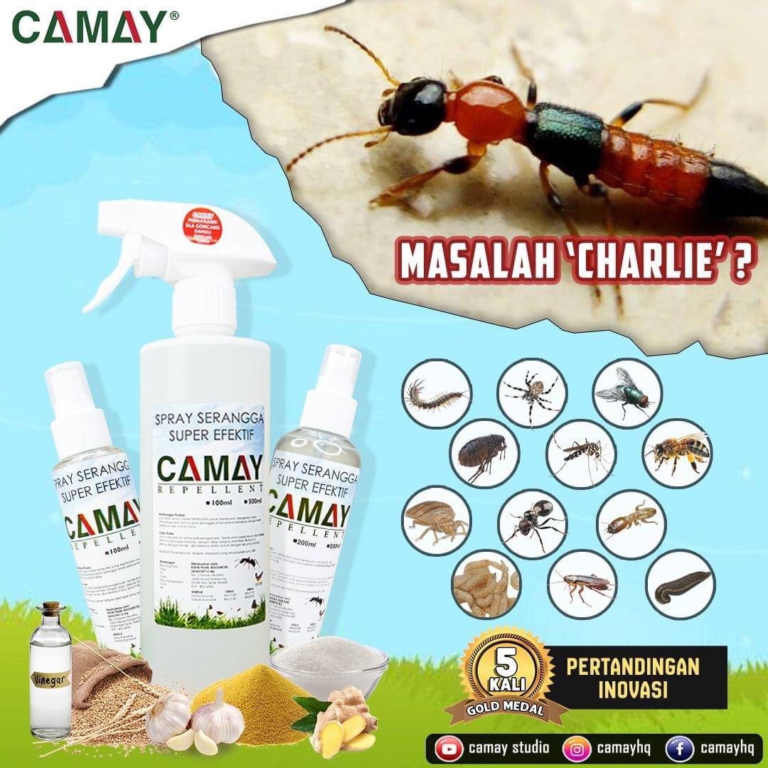 Ubat Serangga Semut Charlie Rove Beetle Charlie Ant Pest Control ...