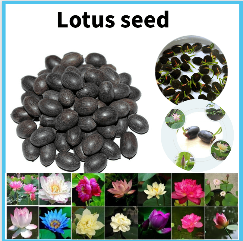 Portulacaria Afra - Best Price in Singapore - May 2024 | Lazada.sg