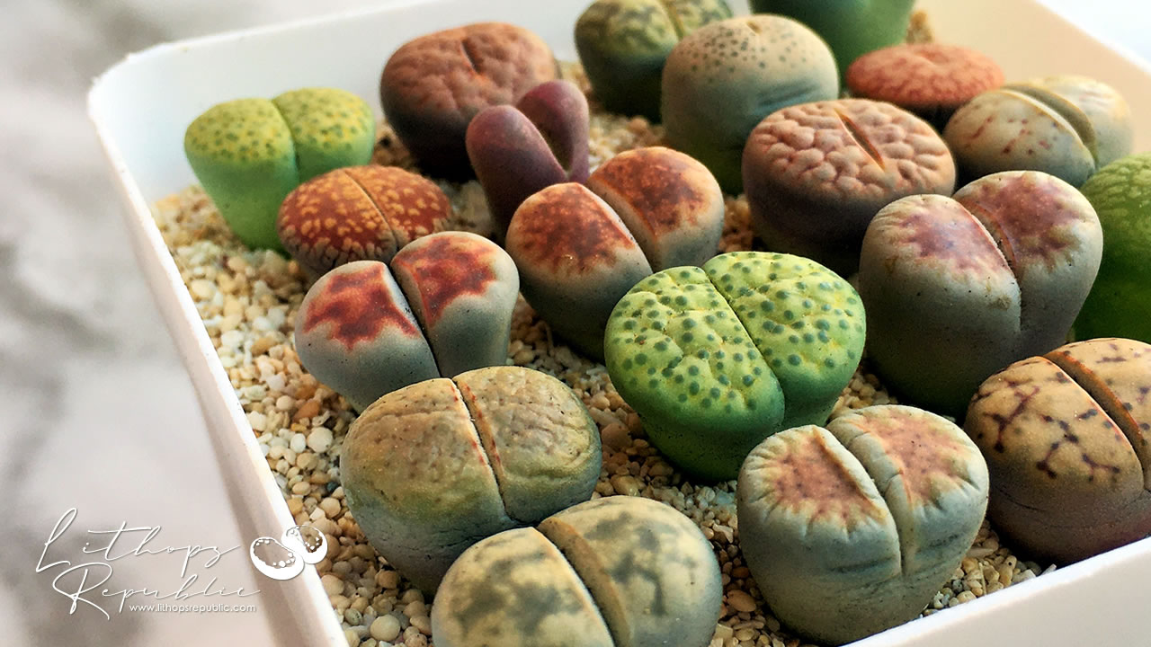 Lithops Pastel & Rare Varieties: ‘Living Stones’ Succulent Plants in a Pot