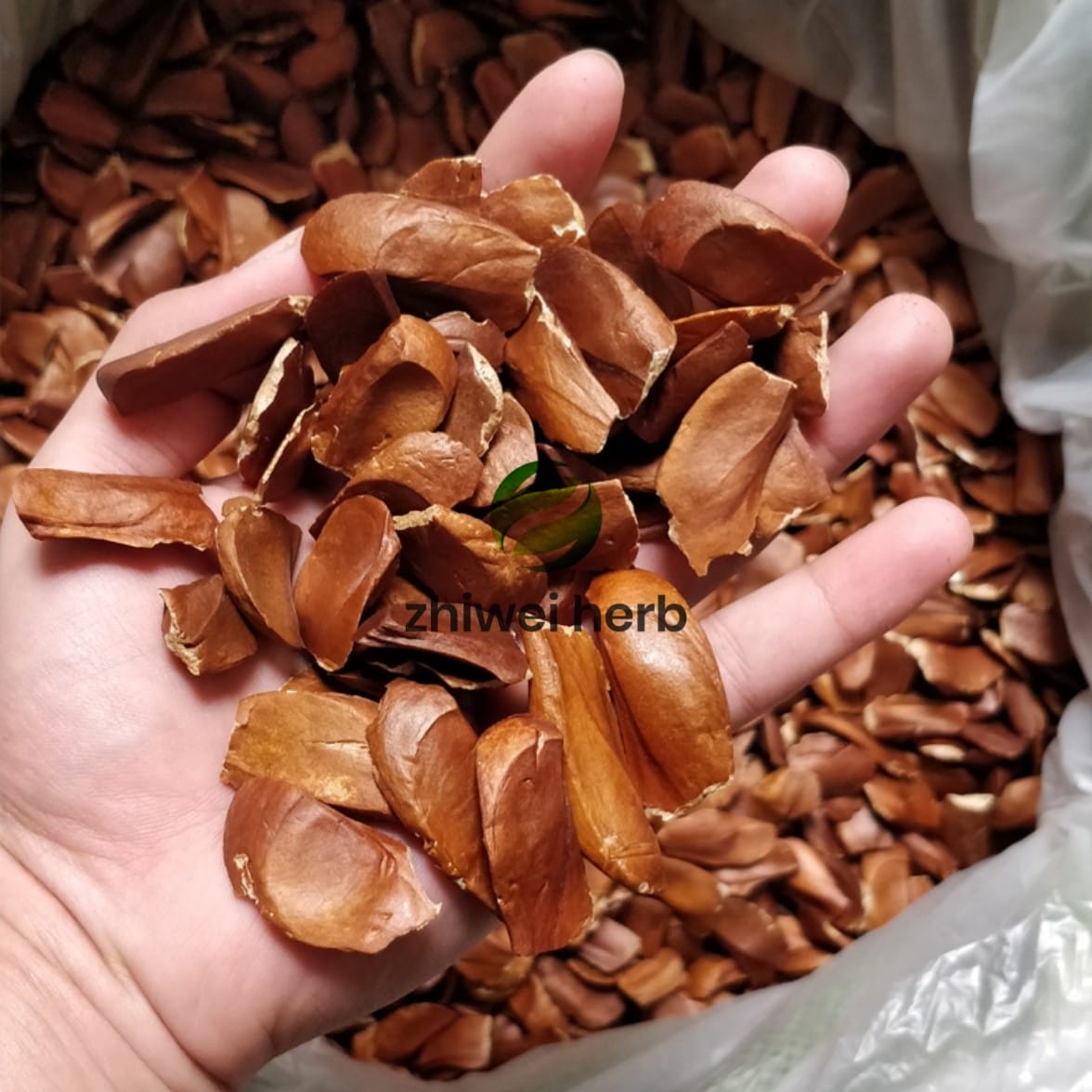 100gram Tunjuk Langit 向天果 Sky Fruit(Buah Tunjuk langit) Fructus Swietenia Macrophylla