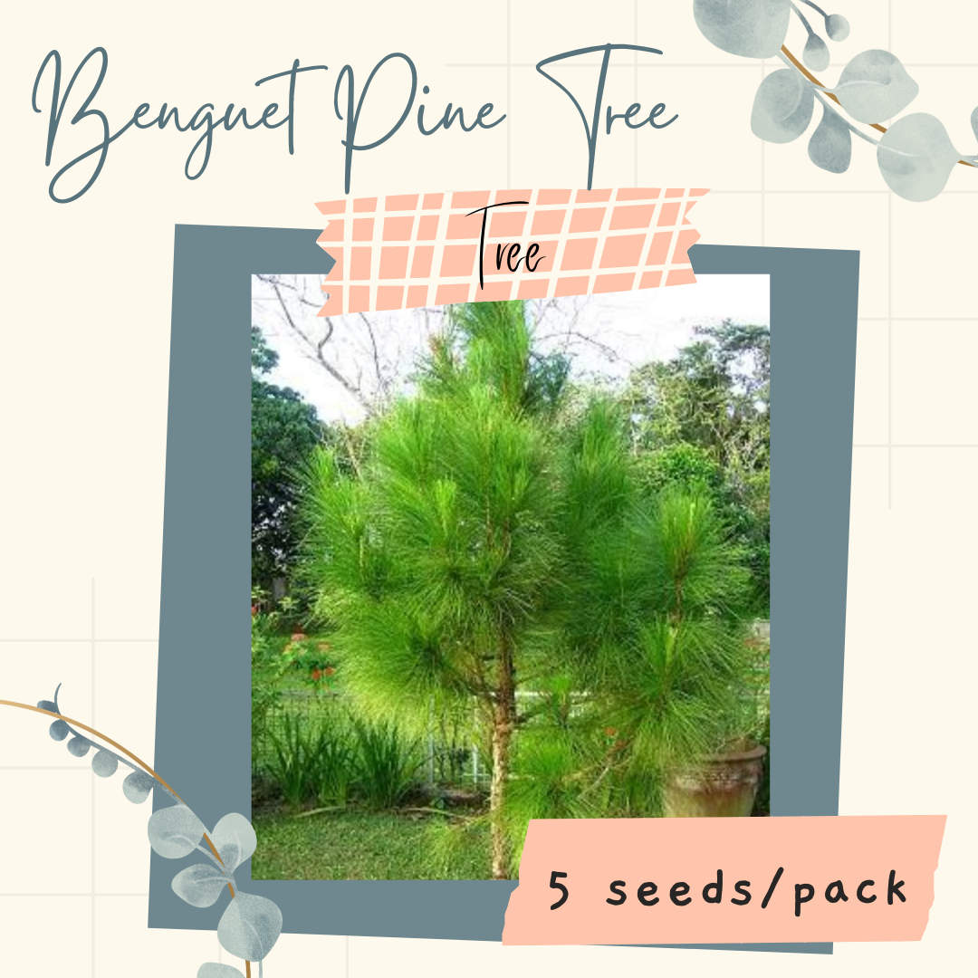 Benguet Pine Tree Seeds for Planting (5 seeds) TREE